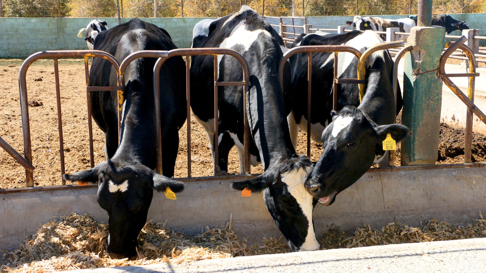 EL GOBIERNO REGIONAL DE AREQUIPA A TRAVÉS DE AUTODEMA REALIZA INVESTIGACIONES EN GANADO LECHERO ...